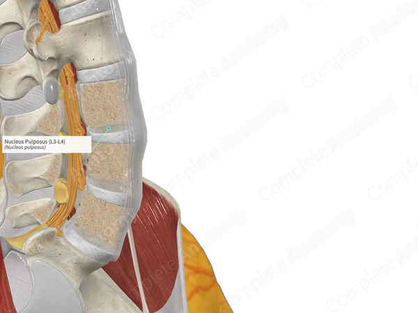 Nucleus Pulposus (L3-L4) | Complete Anatomy