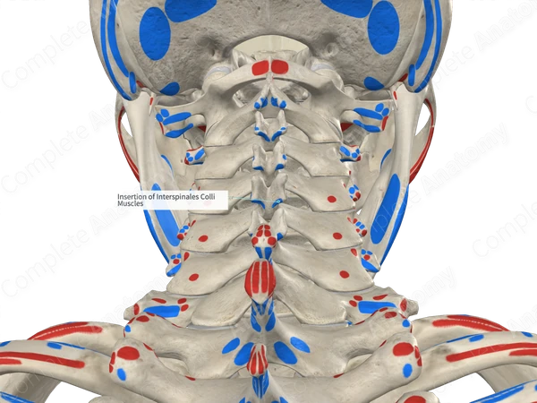 Insertion of Interspinales Colli Muscles | Complete Anatomy