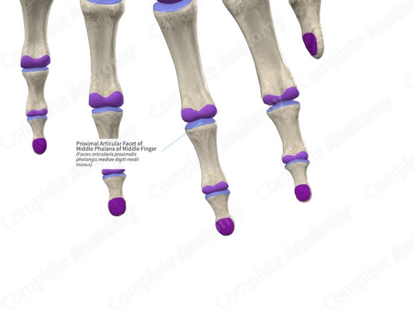 Proximal Articular Facet of Middle Phalanx of Middle Finger | Complete ...