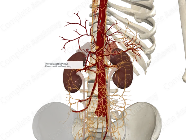 Thoracic Aortic Plexus | Complete Anatomy