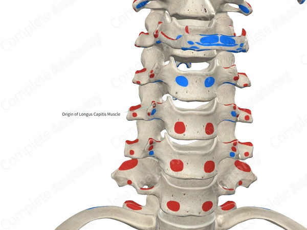 Origin of Longus Capitis Muscle | Complete Anatomy