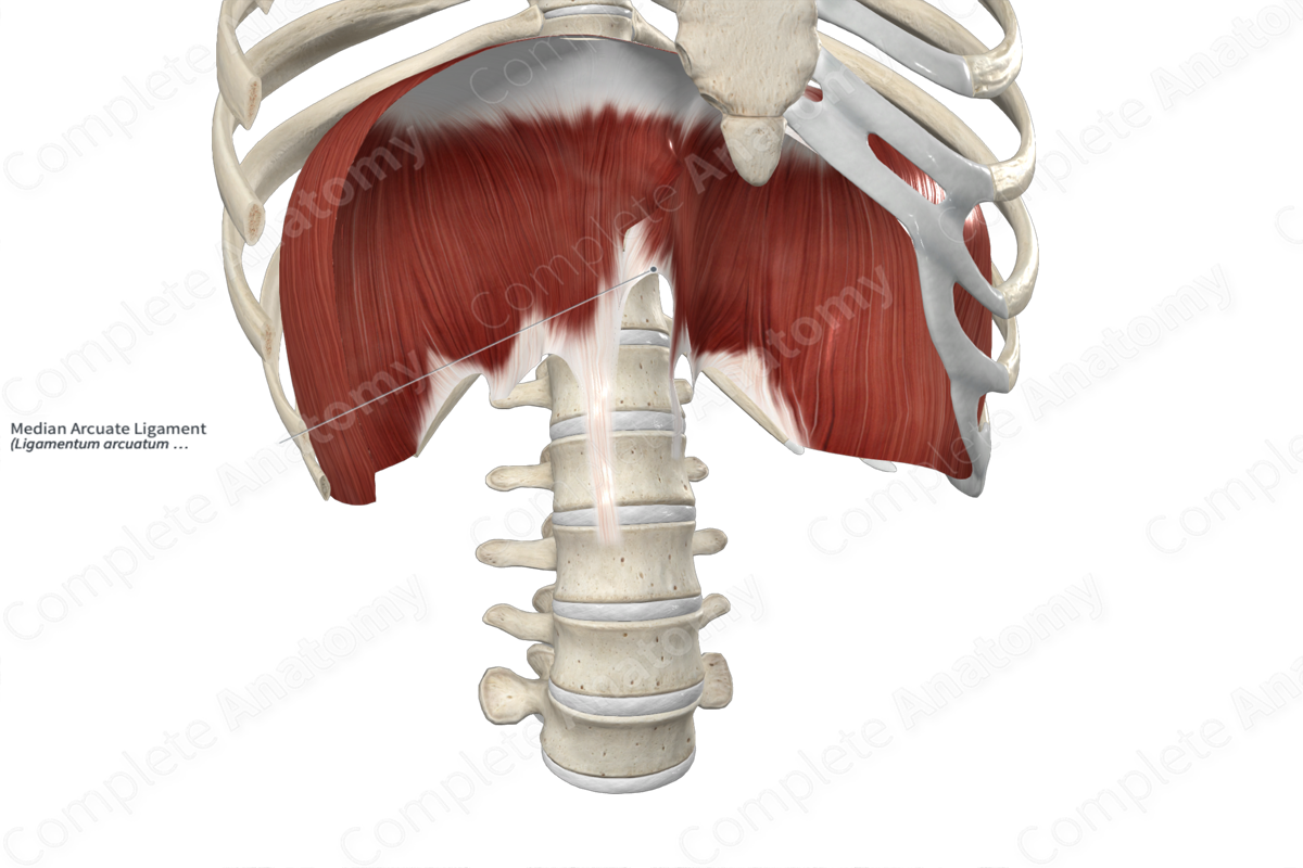 Median Arcuate Ligament Complete Anatomy