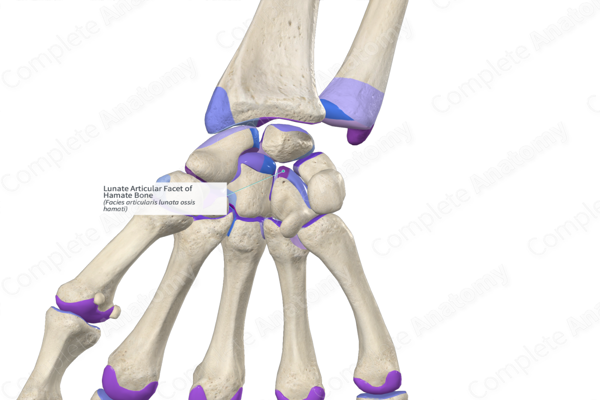Lunate Articular Facet of Hamate Bone | Complete Anatomy