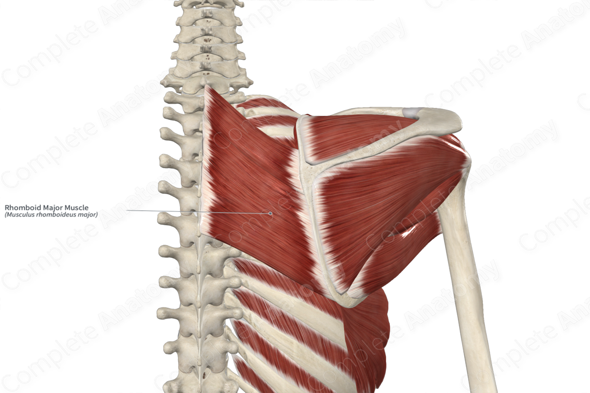 Rhomboid Major Muscle | Complete Anatomy