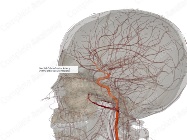 Medial Orbitofrontal Artery (Right) | Complete Anatomy