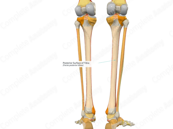 Posterior Surface of Tibia | Complete Anatomy