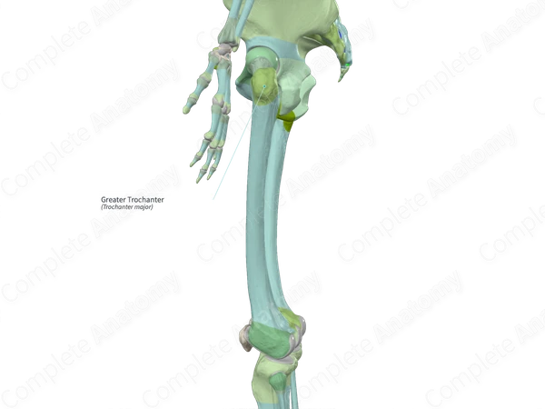 Greater Trochanter | Complete Anatomy