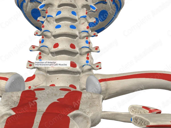 Insertion of Anterior Intertransversarii Colli Muscles | Complete Anatomy