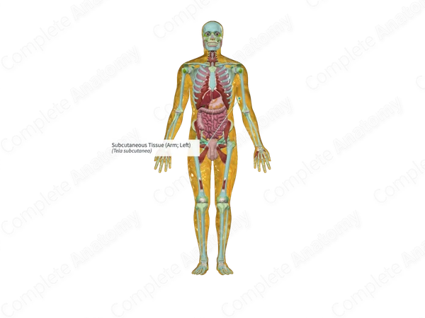 Subcutaneous Tissue (Arm; Left) | Complete Anatomy