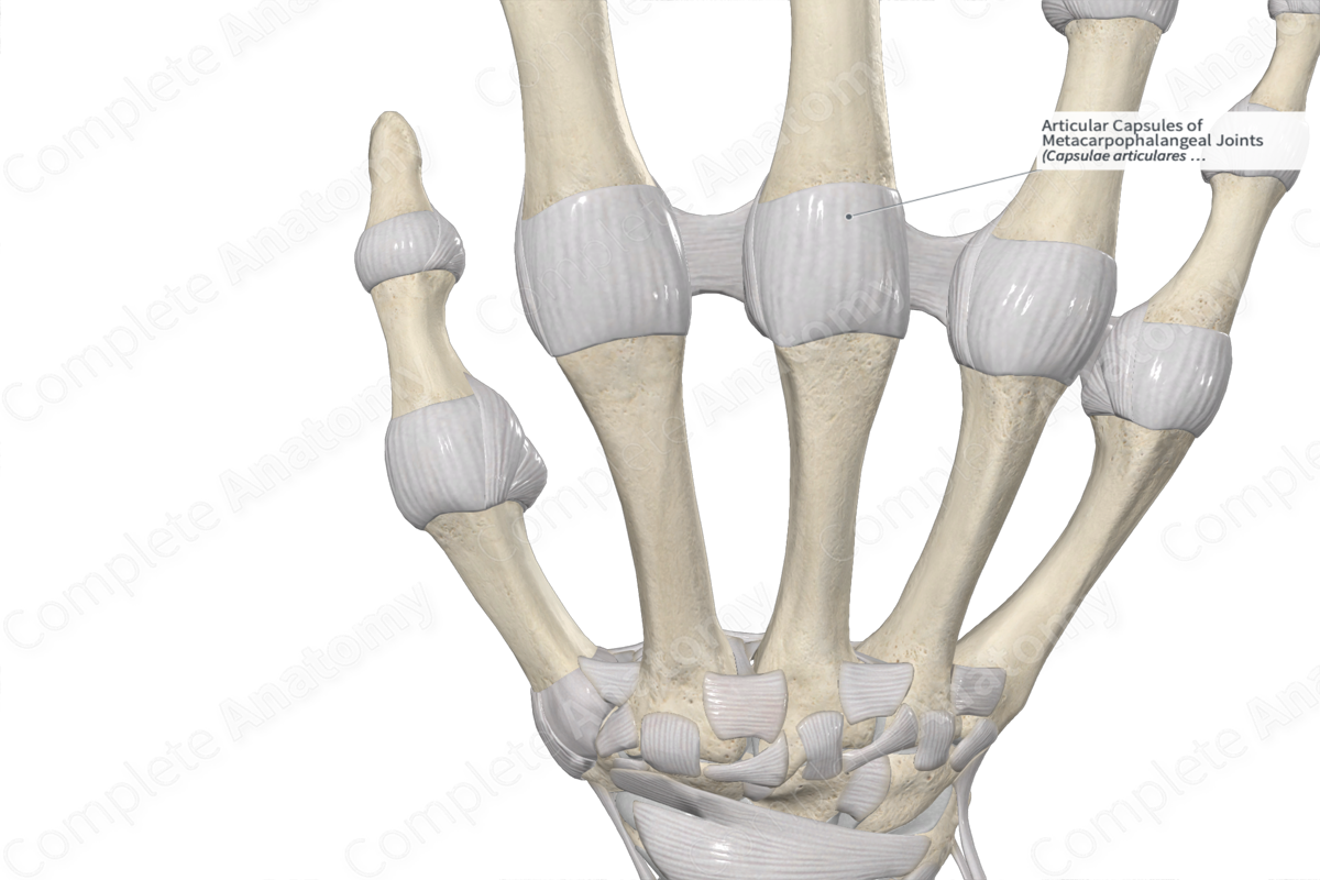Articular Capsules of Metacarpophalangeal Joints | Complete Anatomy