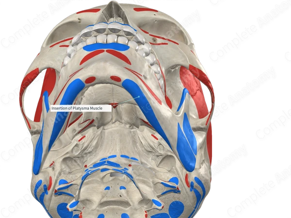 Insertion of Platysma Muscle | Complete Anatomy