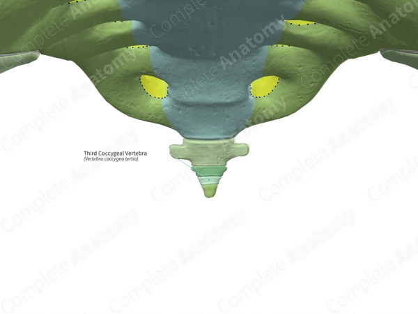 Third Coccygeal Vertebra | Complete Anatomy