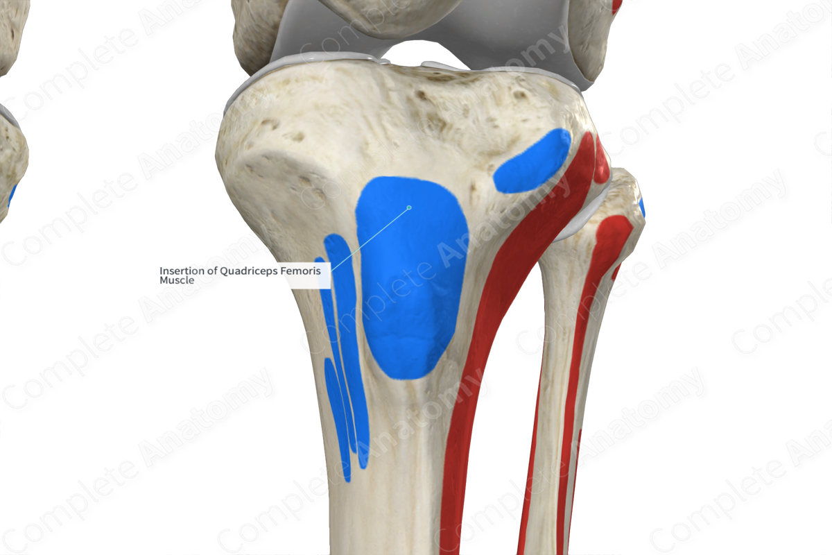 Insertion of Quadriceps Femoris Muscle | Complete Anatomy