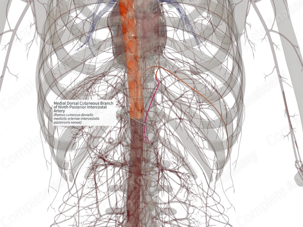 Medial Dorsal Cutaneous Branch of Ninth Posterior Intercostal Artery ...