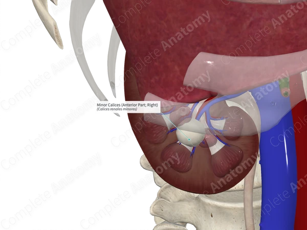 Minor Calices (Anterior Part; Right) | Complete Anatomy