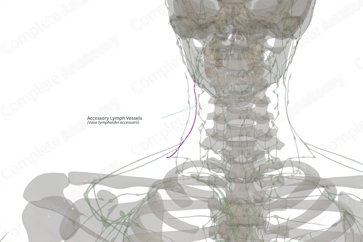 Accessory Lymph Vessels Left Complete Anatomy