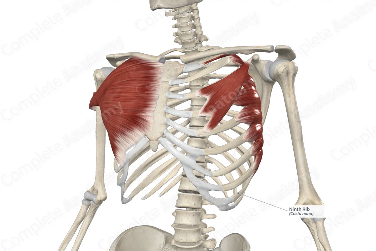 Ninth Rib | Complete Anatomy