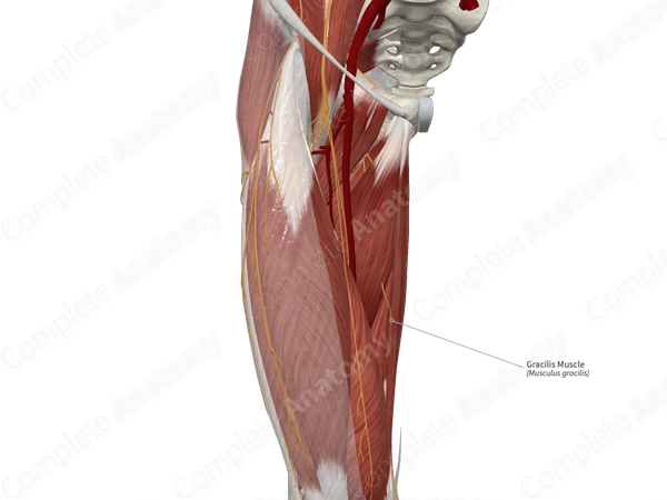 Gracilis Muscle | Complete Anatomy