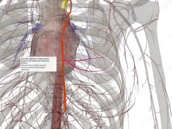 Fourth Anterior Intercostal Branch of Internal Thoracic Artery (Right ...