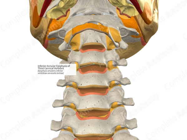 Inferior Annular Epiphysis of Third Cervical Vertebra | Complete Anatomy