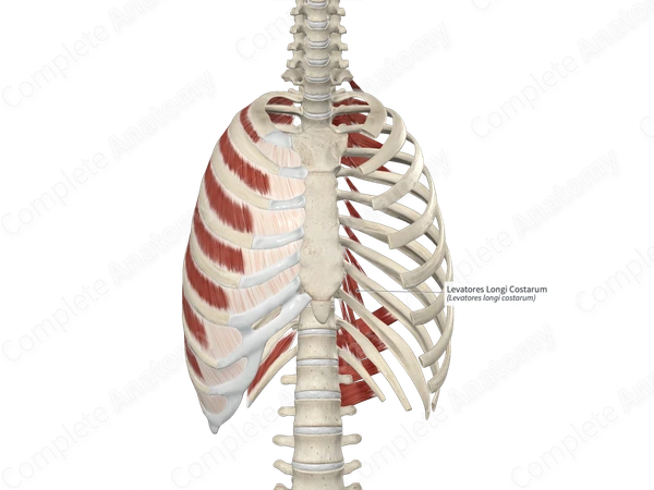 Levatores Costarum Longis Levatores Costarum Muscles: Anatomy, Origin,