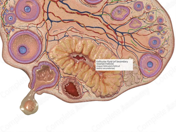 Follicular Fluid (of Secondary Ovarian Follicle) | Complete Anatomy