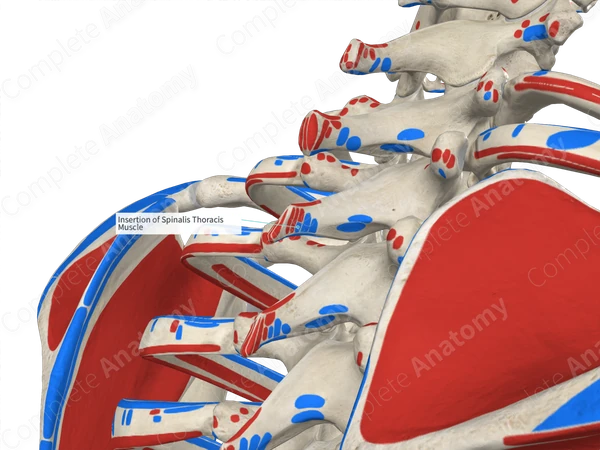 Insertion of Spinalis Thoracis Muscle | Complete Anatomy