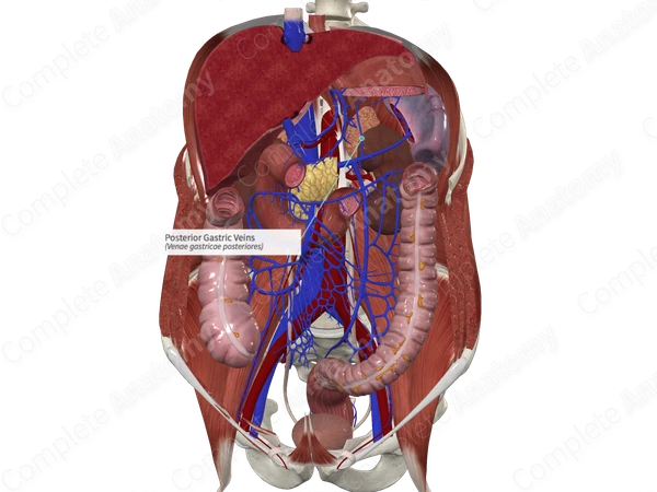 Gastric Vein Anatomy Management Of Fundic Varices: Endoscopic Aspects