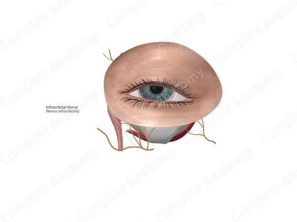 Infraorbital Nerve | Complete Anatomy