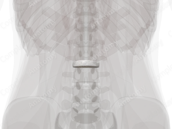 Intervertebral Disc (L2-L3) | Complete Anatomy