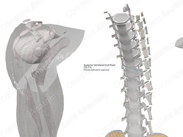 Superior Vertebral End Plate (T6-T7) | Complete Anatomy