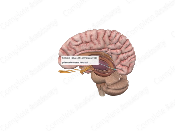 Choroid Plexus of Lateral Ventricle | Complete Anatomy