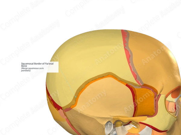 Squamosal Border of Parietal Bone | Complete Anatomy