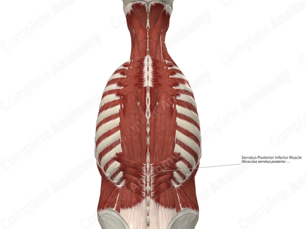 Serratus Posterior Inferior Learn Muscles