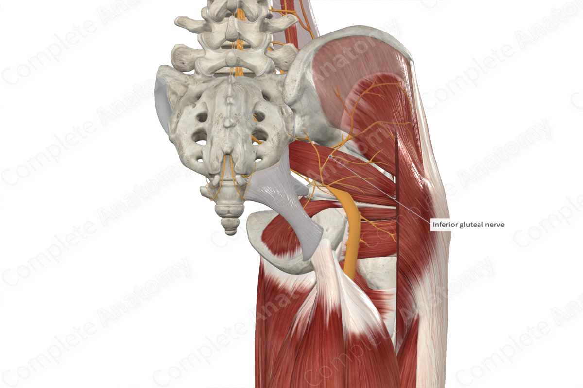 Inferior Gluteal Nerve | Complete Anatomy