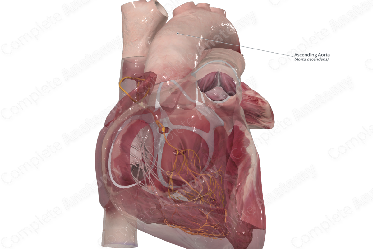 Ascending Aorta | Complete Anatomy