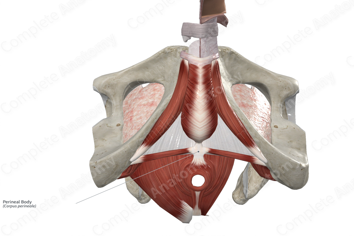 Perineal Body Complete Anatomy Perineal Body Complete Anatomy