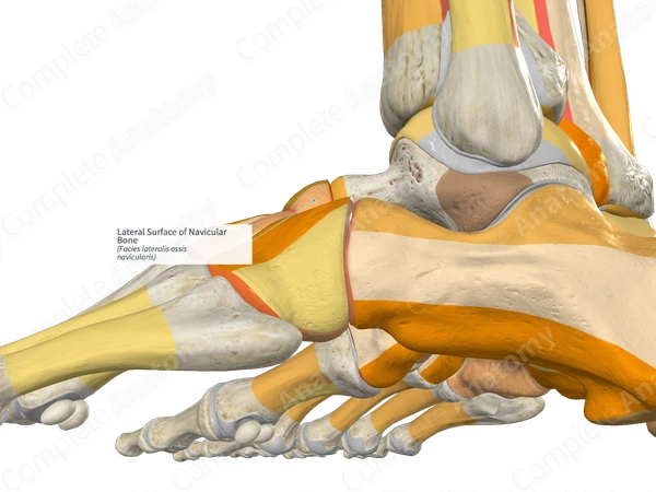 Lateral Surface of Navicular Bone | Complete Anatomy