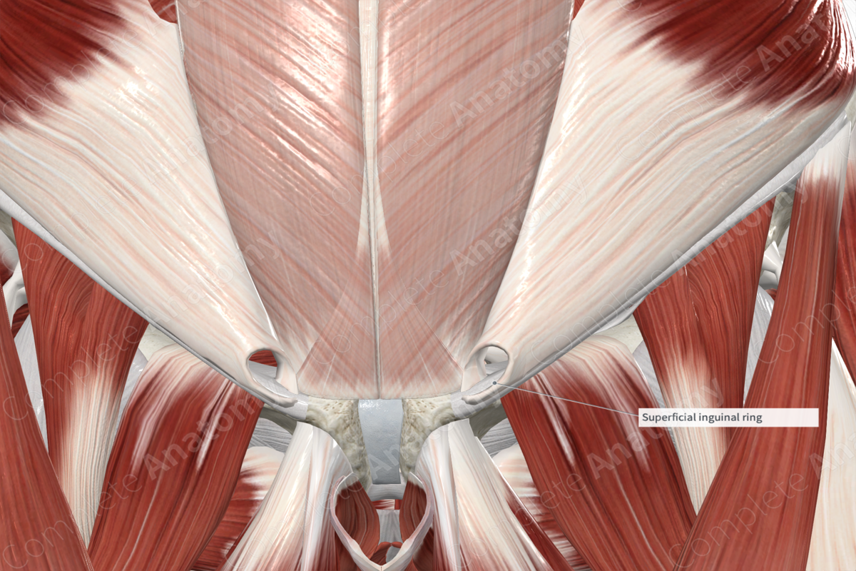 Superficial Inguinal Ring Complete Anatomy