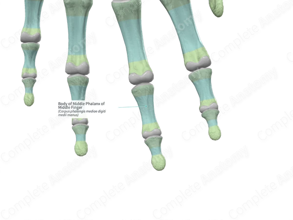 Body of Middle Phalanx of Middle Finger | Complete Anatomy