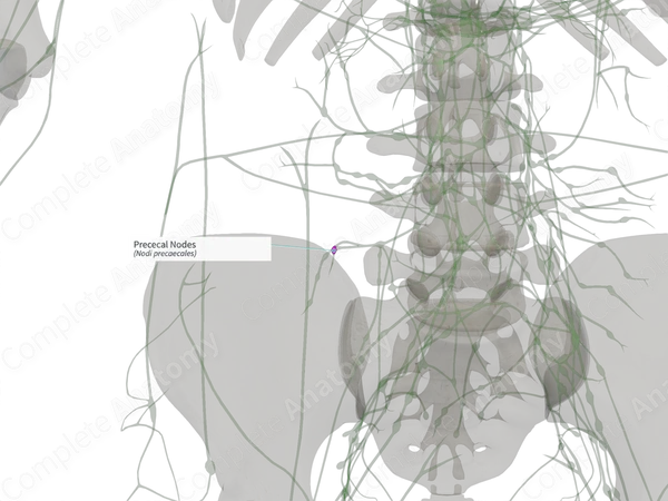 Prececal Nodes | Complete Anatomy