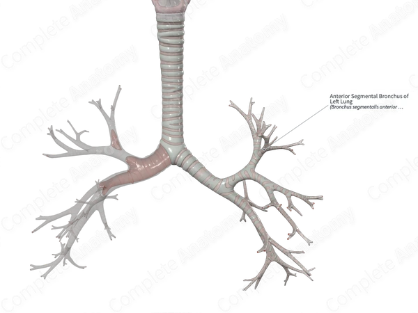 Anterior Segmental Bronchus of Left Lung | Complete Anatomy