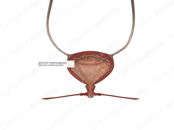 Urethrovaginalis Anatomy And Radioanatomy Of The Pelvis And The