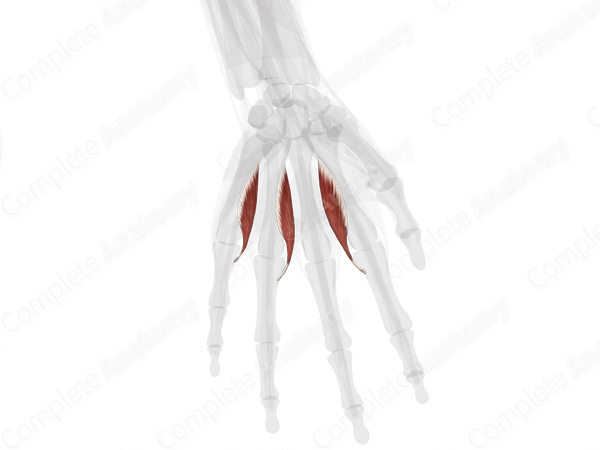 Palmar Interossei Muscles (Left) | Complete Anatomy
