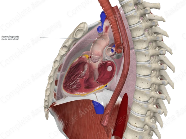 Ascending Aorta Anatomy