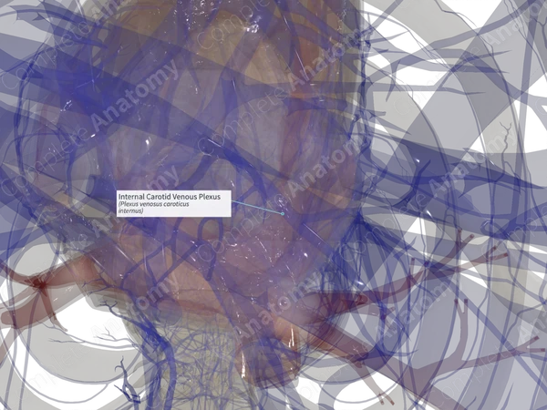 Internal Carotid Venous Plexus (Right) | Complete Anatomy