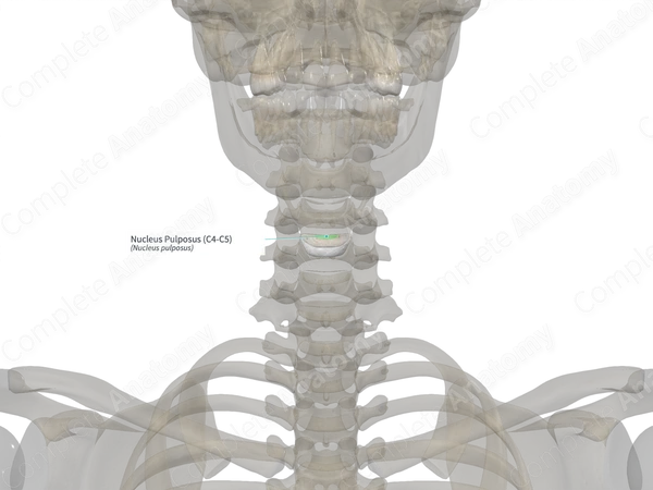 Nucleus Pulposus (C4-C5) | Complete Anatomy