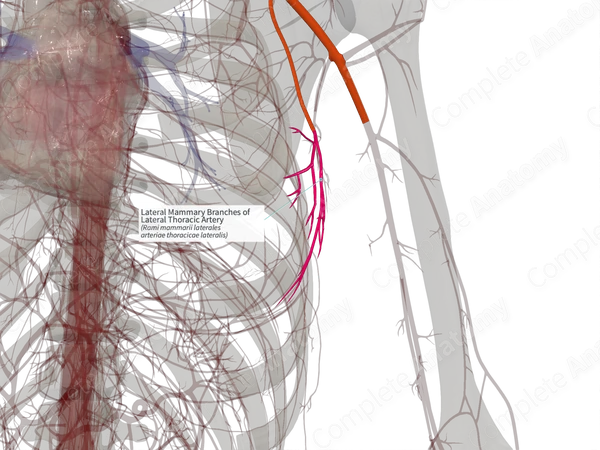 Lateral Mammary Branches of Lateral Thoracic Artery (Left) | Complete ...