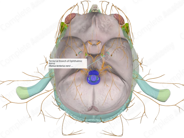 Tentorial Branch of Ophthalmic Nerve | Complete Anatomy