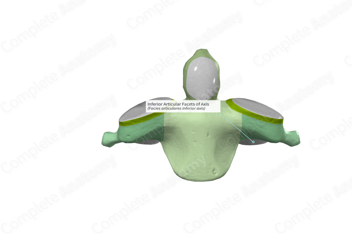 Inferior Articular Facets of Axis | Complete Anatomy Inferior Articular Facets of Axis | Complete Anatomy
